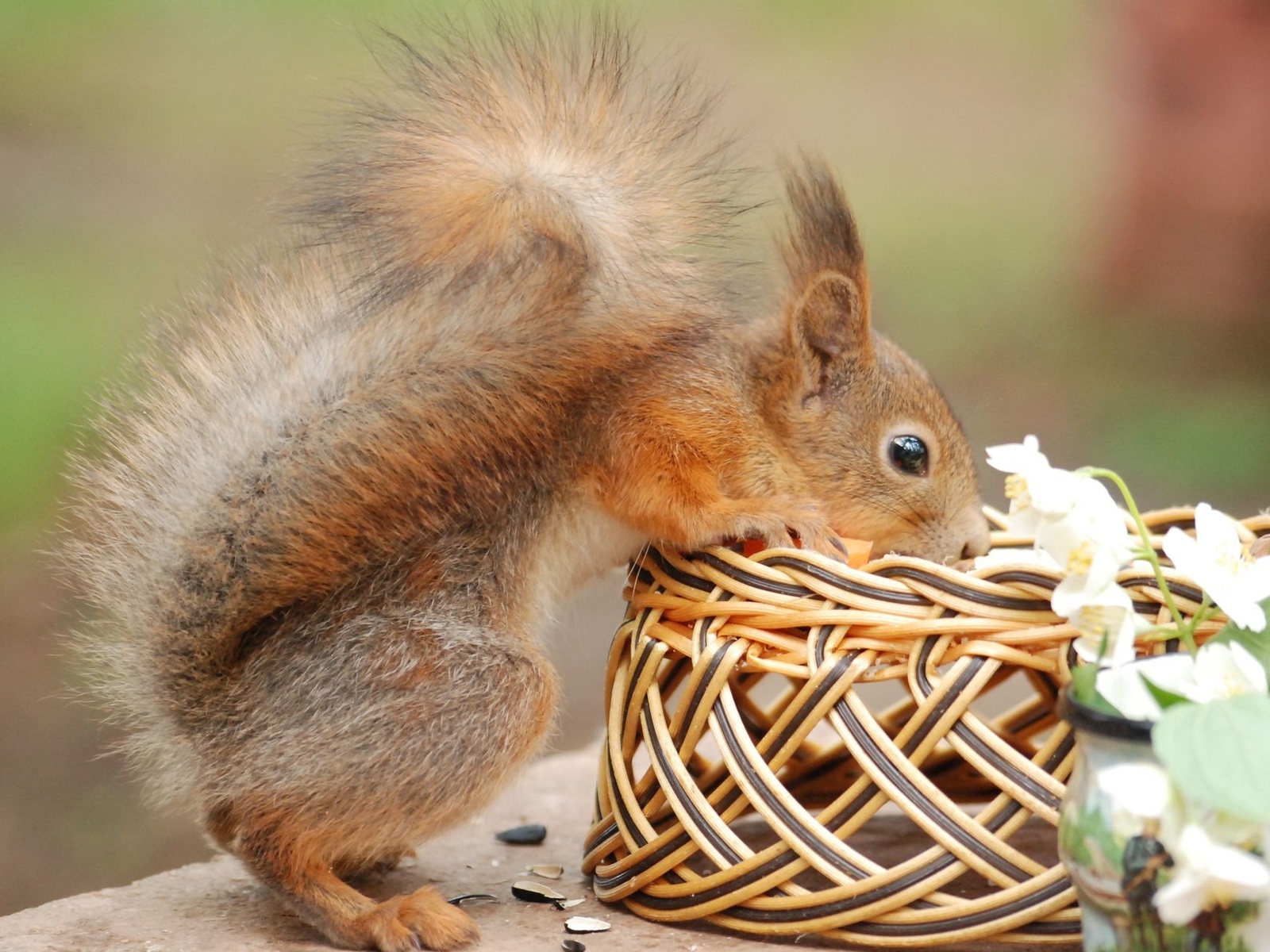 Fotos de ardillas comiendo en bosques