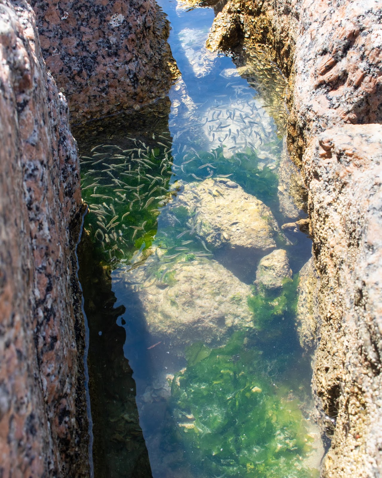The Most Beautiful And Diverse Beach In Texas | Mustang Island State ...