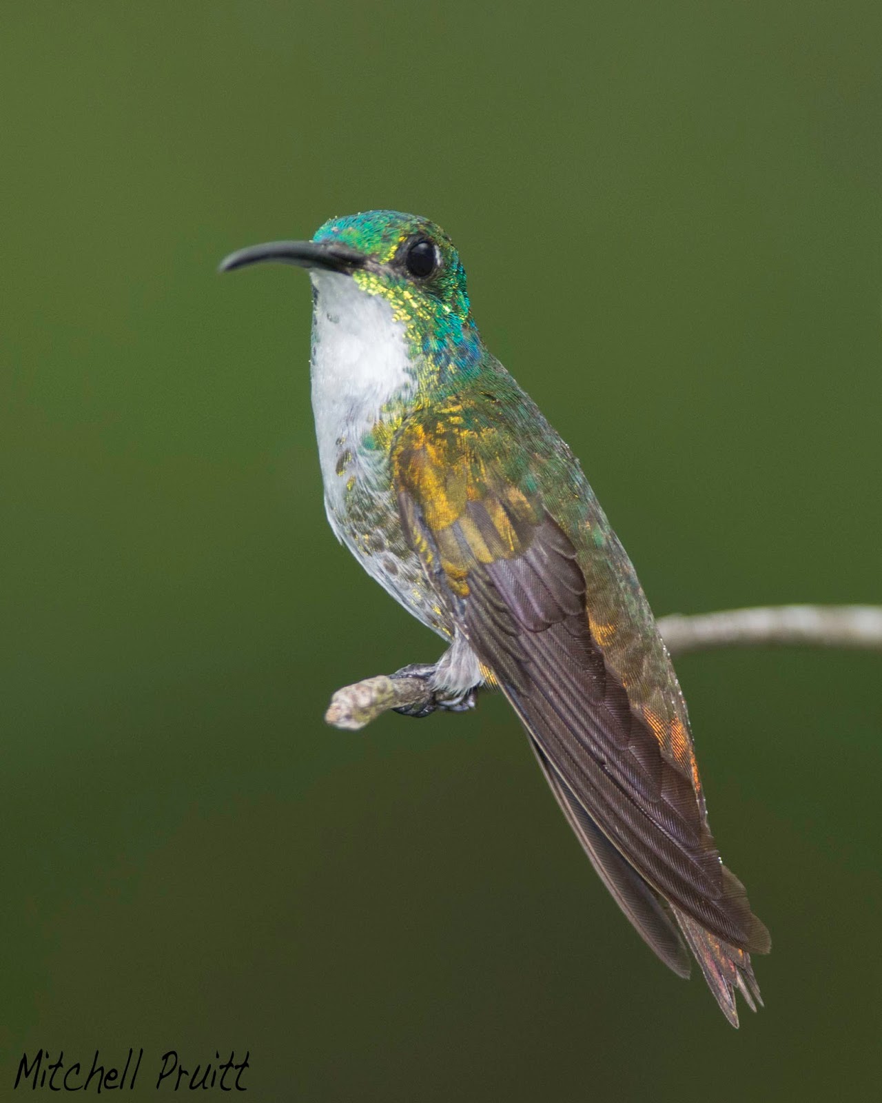 The Great Outdoors(man): The Land of the Hummingbirds, Trinidad and Tobago