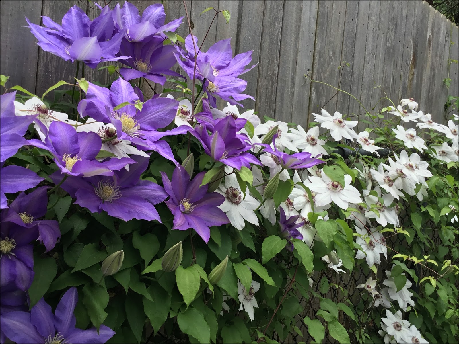 How to Grow and Care for Clematis ~ Wonderful Flowers