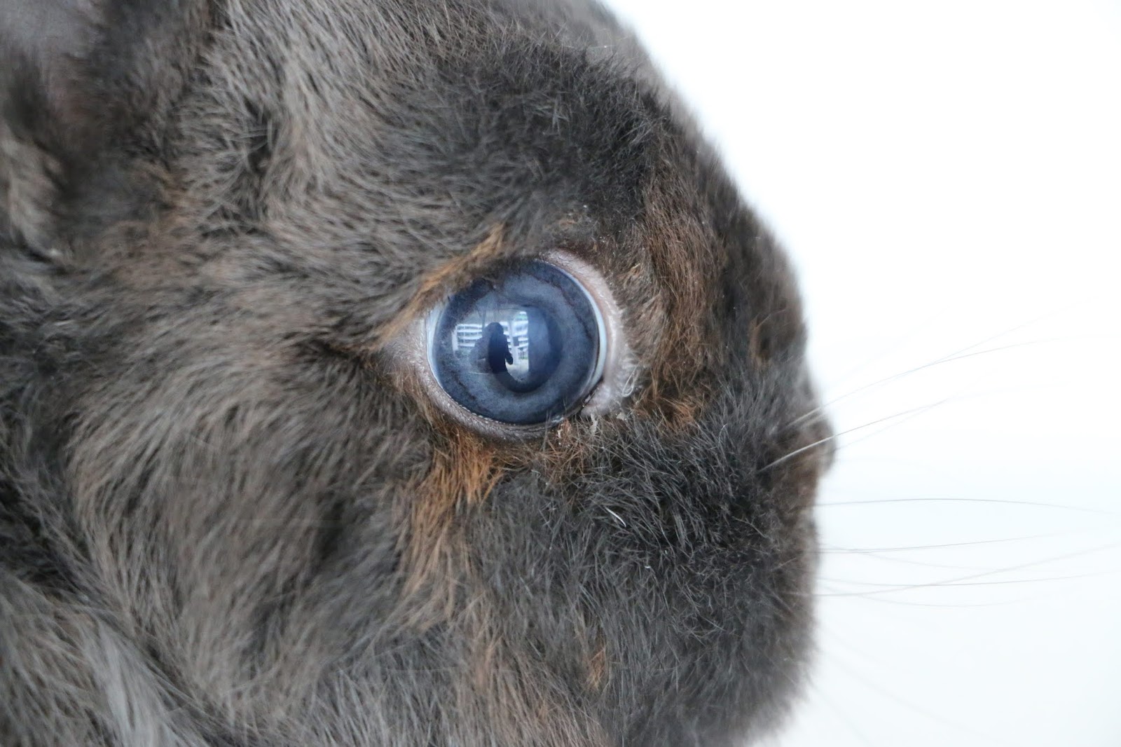 Veterinary, Photography and Travel Stories for vet students and pet ...