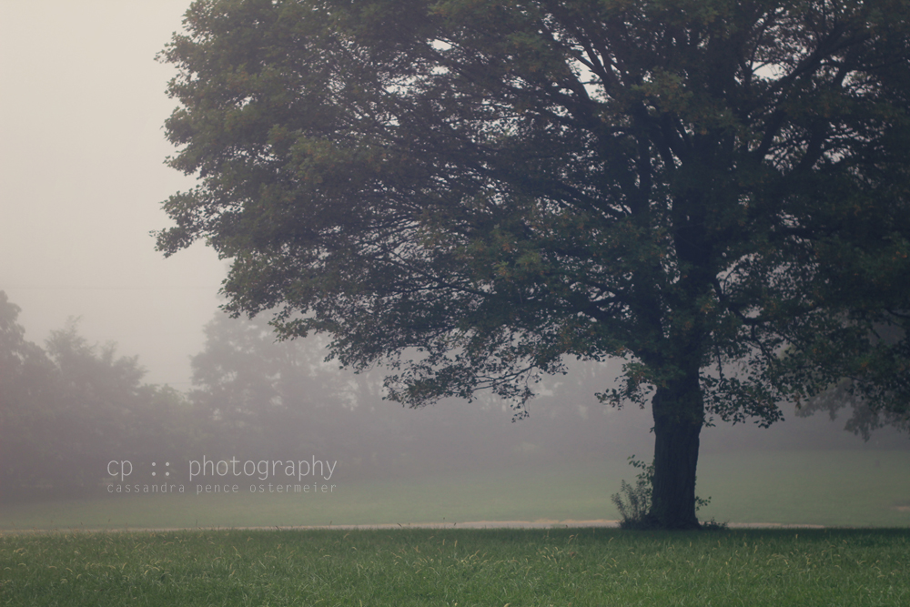 sassafras: morning fog :: farm photography