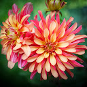 Shadowmeld Photography