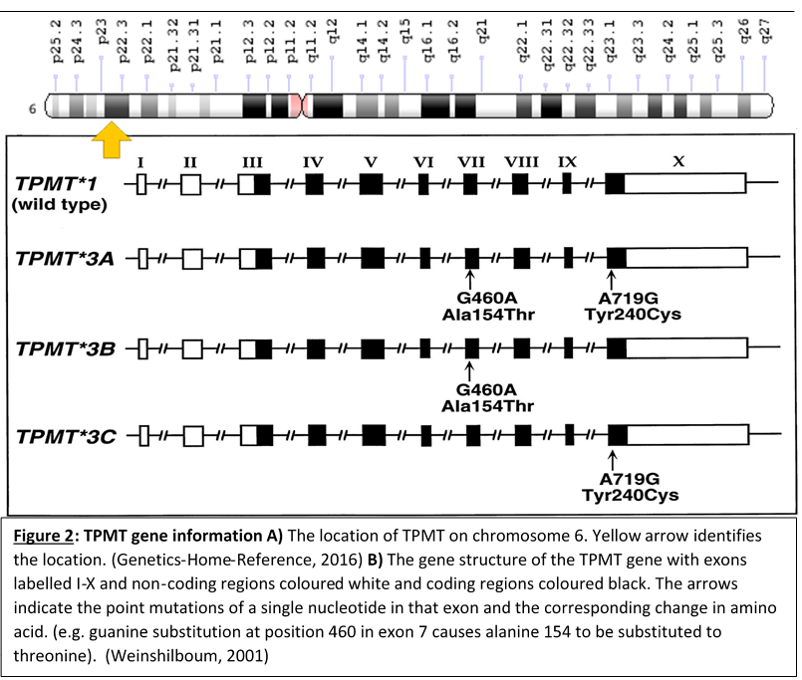 Brainfreeze : Thiopurine S-methyltransferase (TPMT) Deficiency