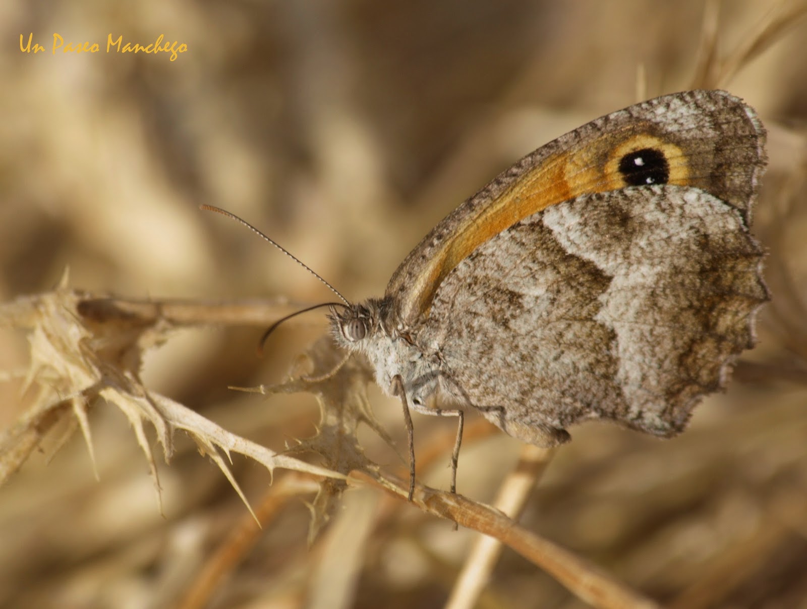 Un Paseo Manchego: Lobito Meridional; Pyronia Cecilia.