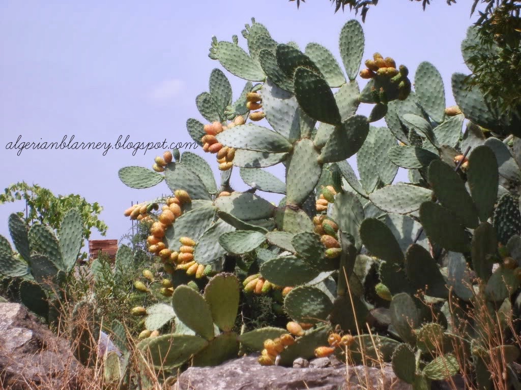 Algerian Blarney: The joys of food shopping in Algeria Part 1