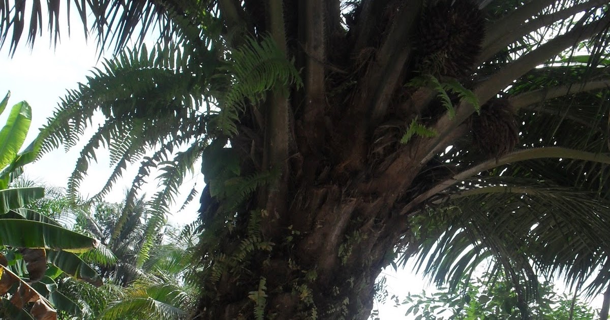 PALM WINE BREWERY AND LOCAL GIN DISTILLATION: PICTURES OF TAPPING PALM WINE