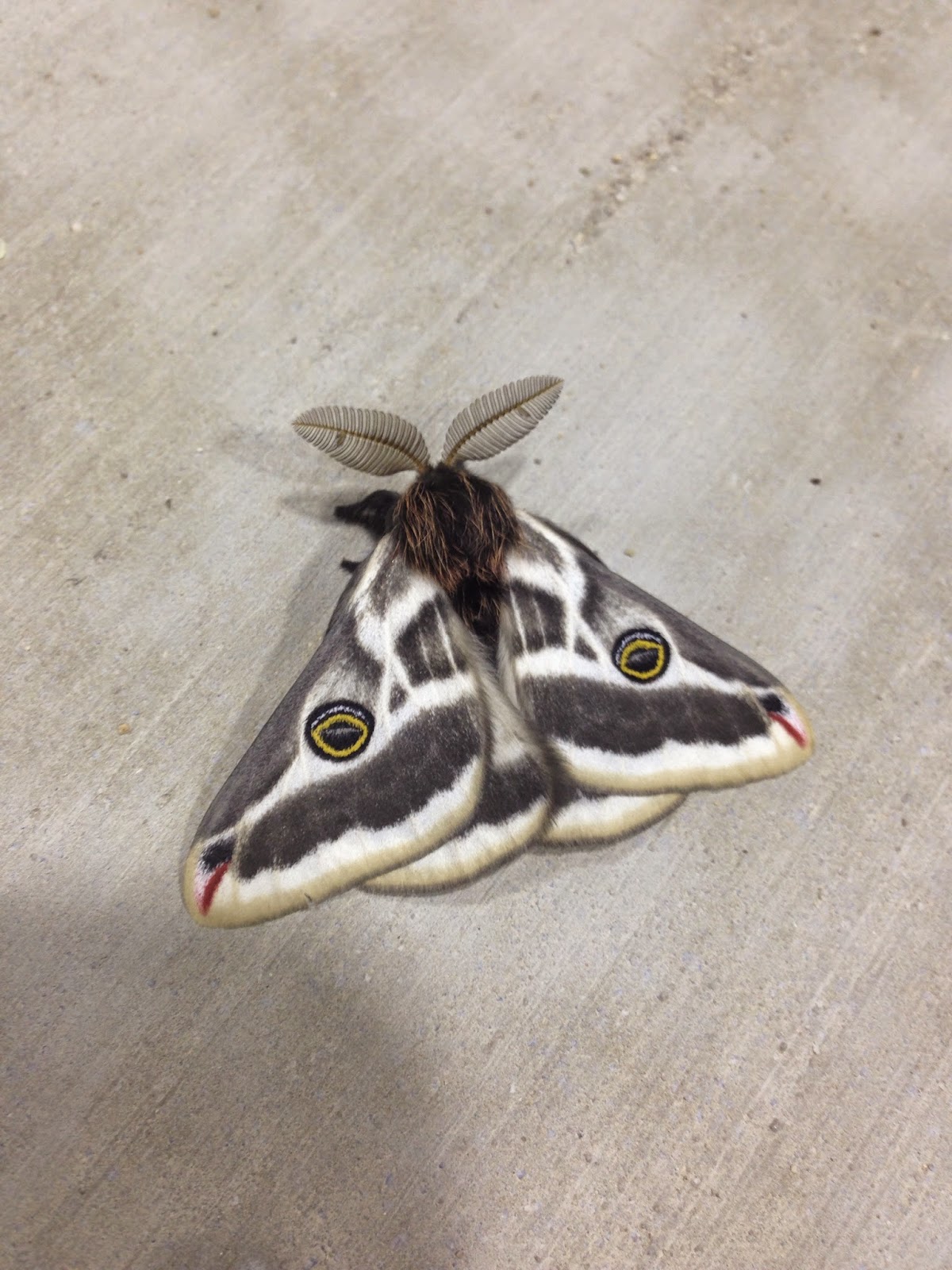 Big Bend - Texas Nature: tis the season: Agapema Anona