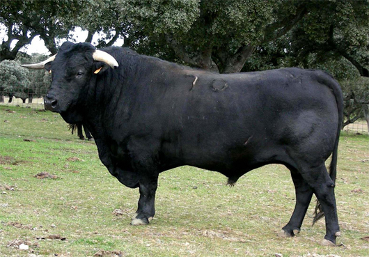 ASOCIACION ECOLOGISTA RIO MOCORETA: RAZA BOVINA MORUCHA