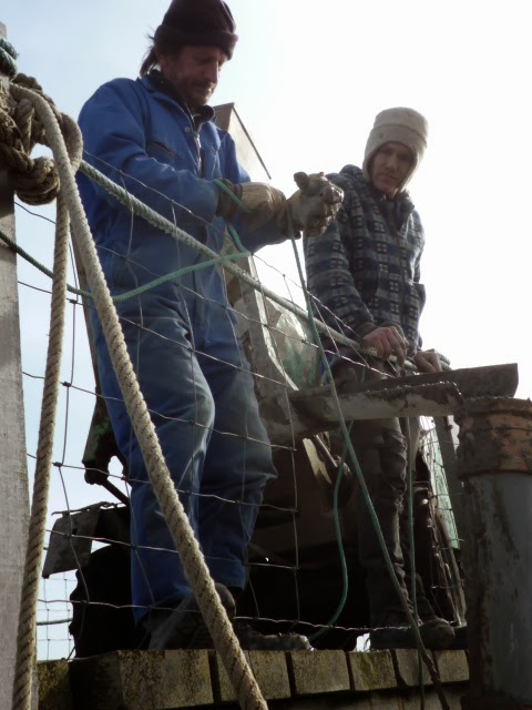 Island farming in the Falkland Islands: Diving Buddy