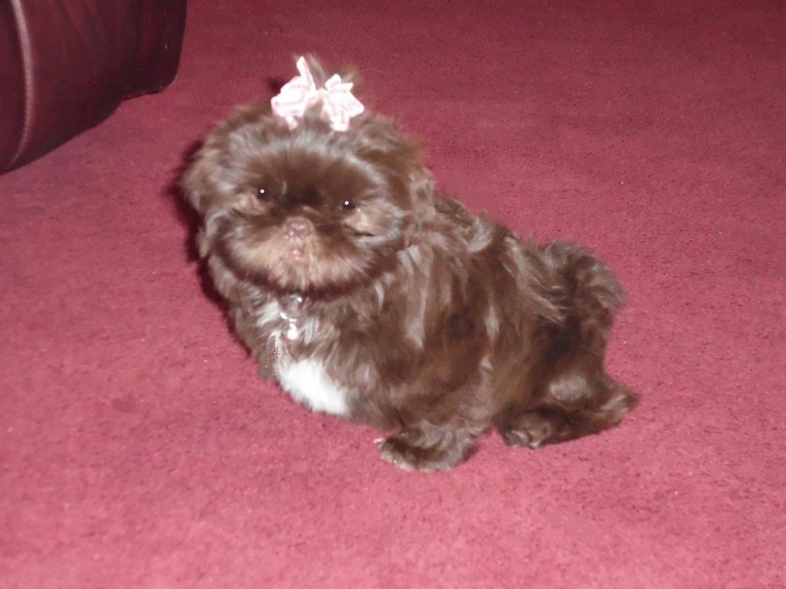 The Original Merle Shih Poo