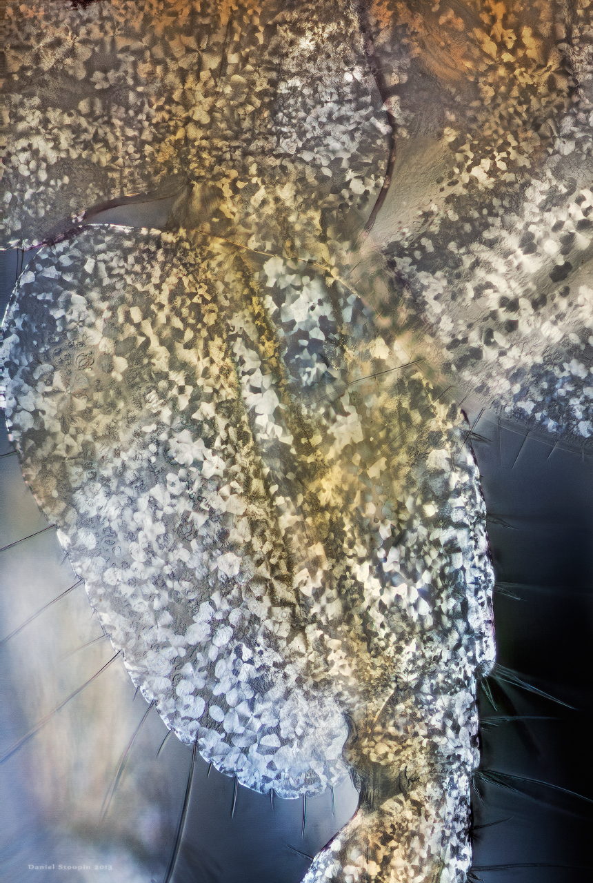 Microworlds: Polarized light vision and marine crustaceans