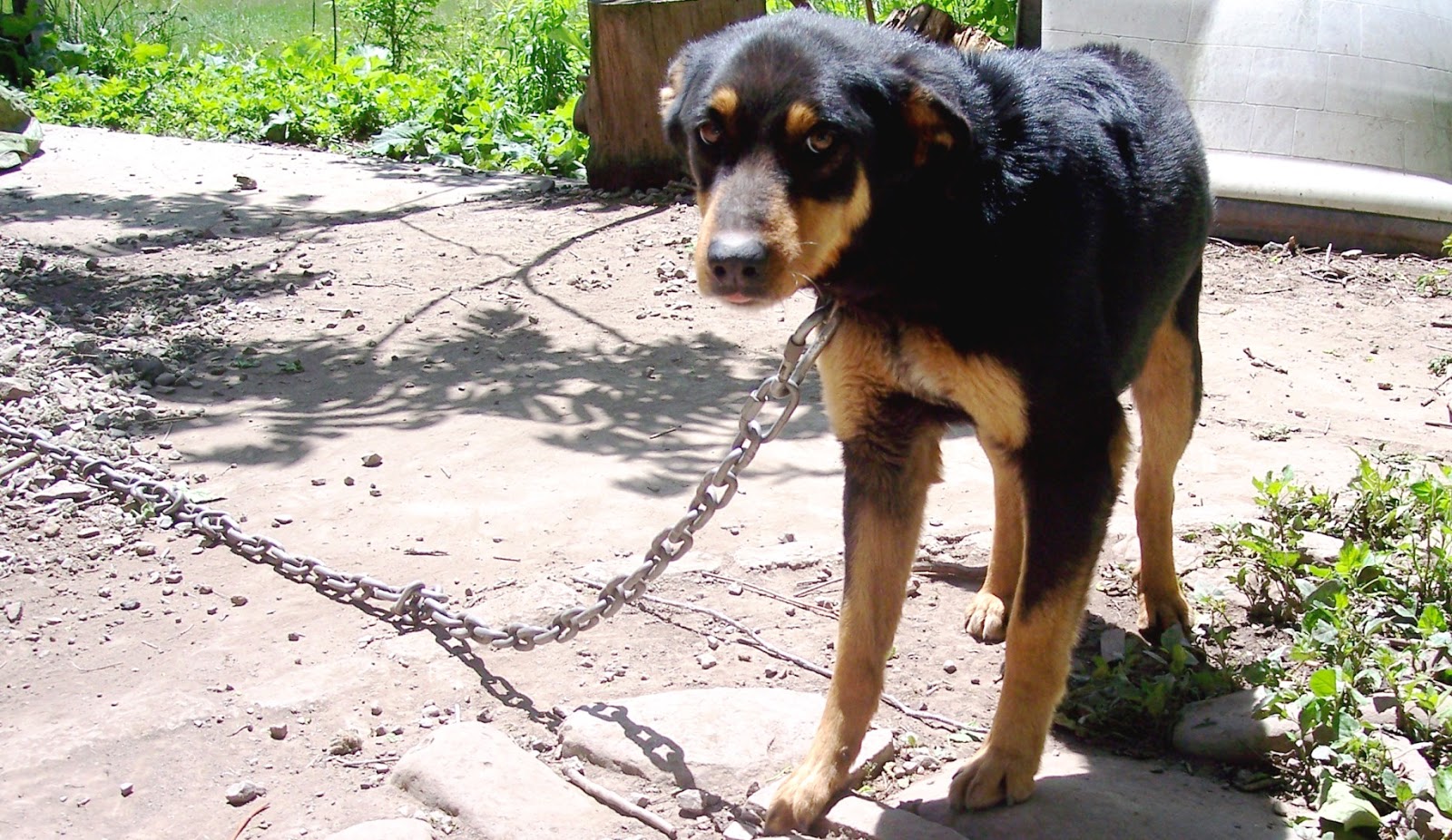 Econcientiza: Los animales también sienten
