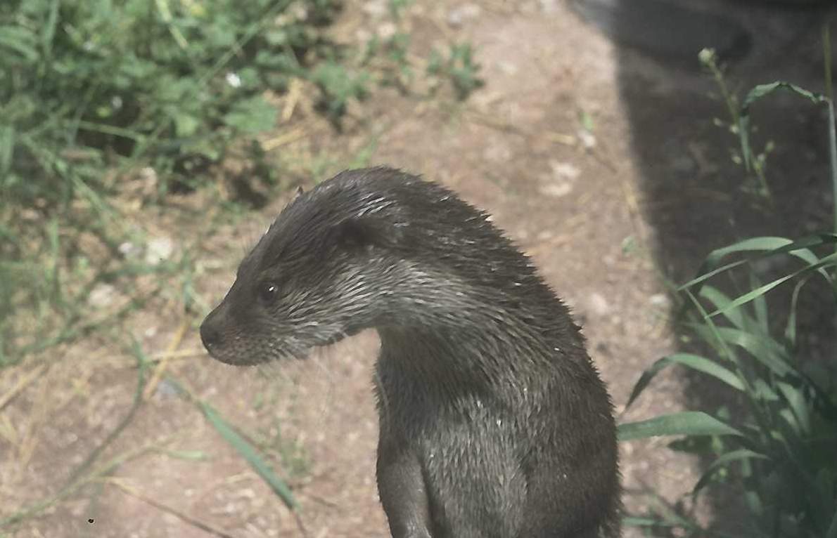 La nutria : LA NUTRIA EN LA ESPAÑA DEL S.XXI