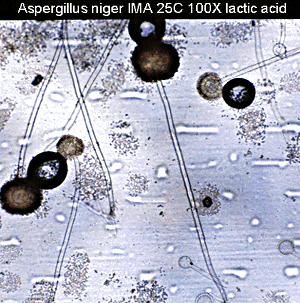 Sustainable Mycology: Aspergillus niger