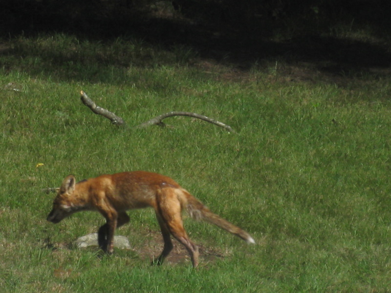 Nature and Science Around Us: Red Fox Suprise Visit