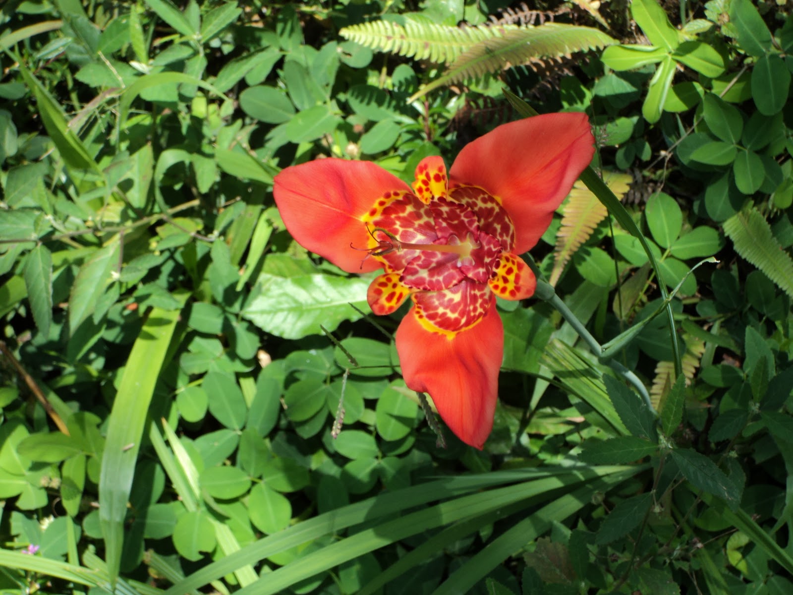 Contraste: Contrastes