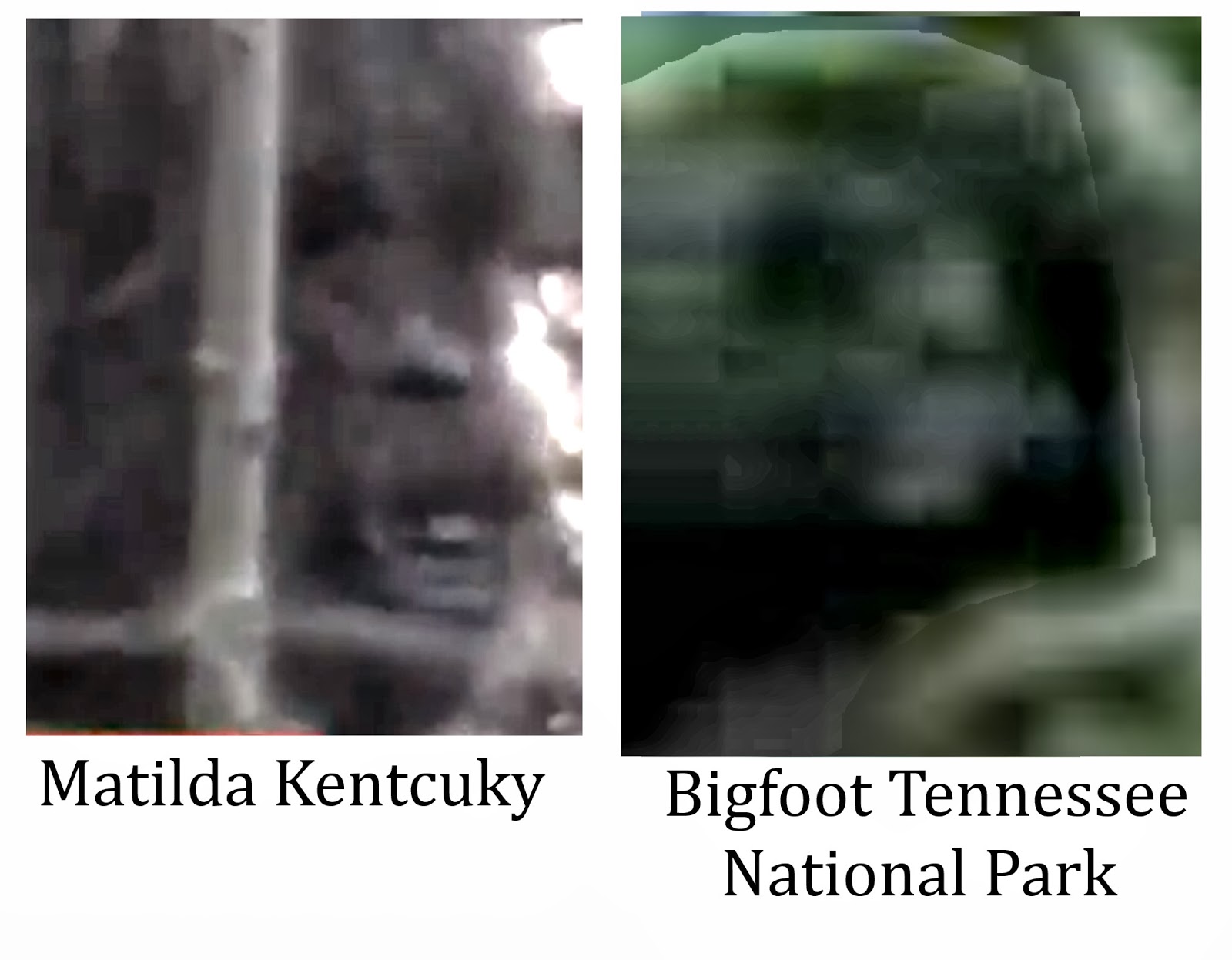 The Bigfoot Field Journal: Matilda - Not All Bigfoot Look Alike - UPADTED