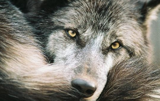 ERIPE LUPUS: IDFG ~IDAHO WOLVES