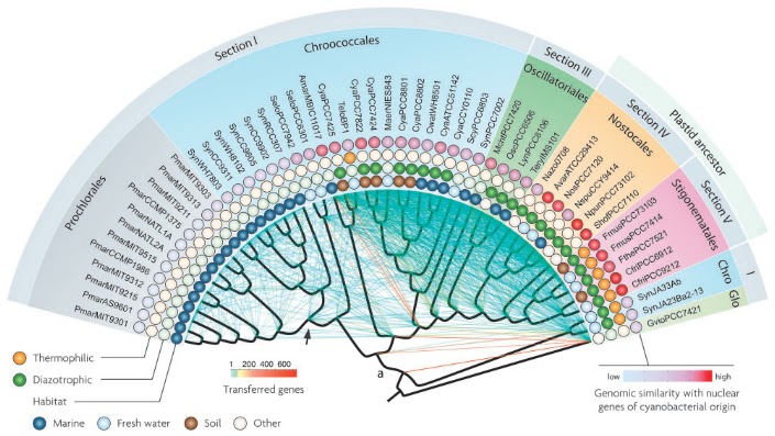 Sandwalk: Contradictory Phylogenies for Cyanobacteria