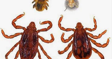 Klinik Hewan Naroopet: Seputar Caplak Pada Anjing