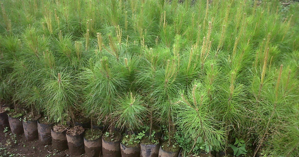 Jual Pohon Cemara Pinus Murah | Pohon Pinus | Pohon Peneduh | Pohon ...