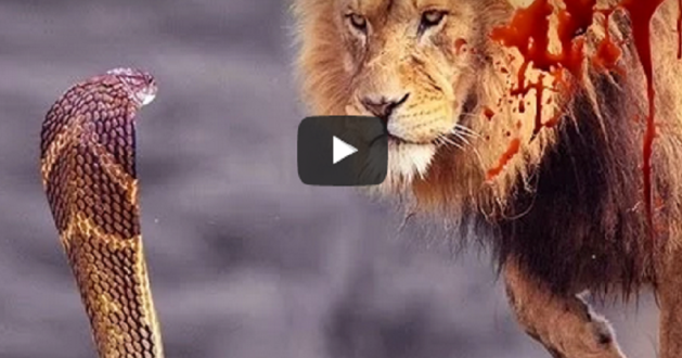 NYANYA_KAVU: Amazing --- Python vs lion Animal Attacks Wildlife ...