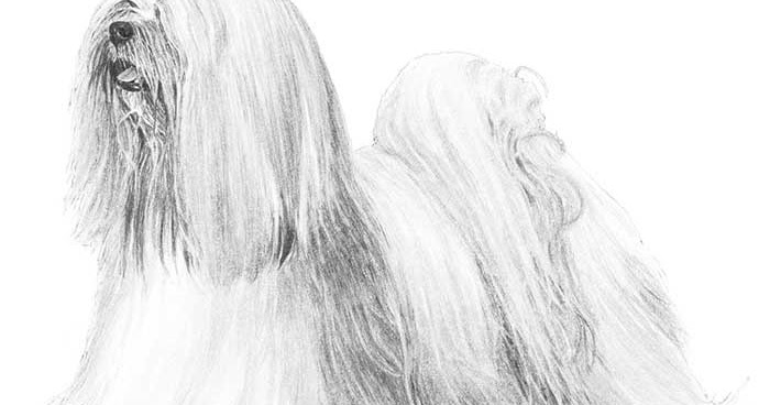 Dave Chupp's Blogspot: Grooming a Lhasa Apso