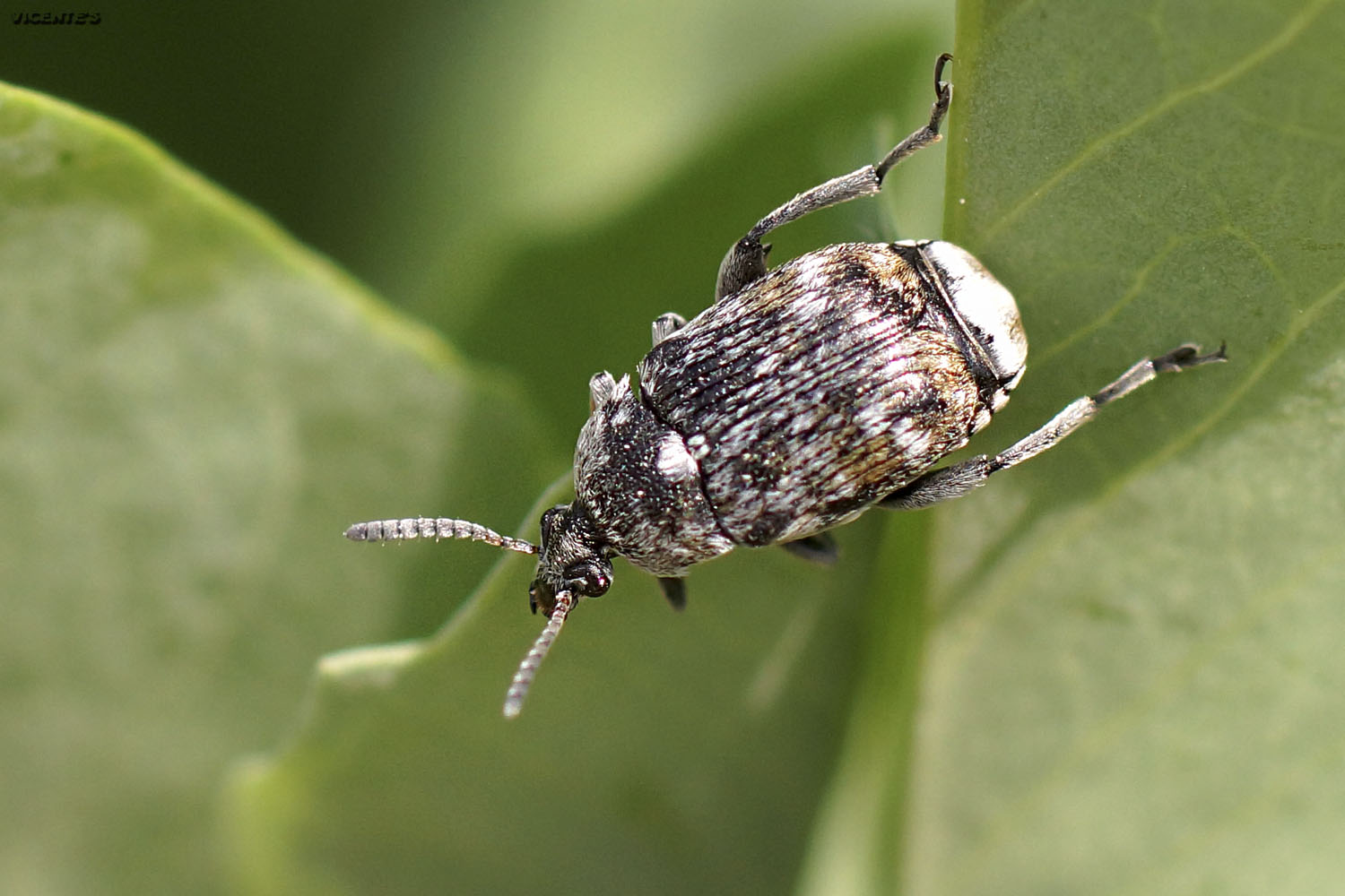 Fauna silvestre de Hormaza: Bruchus pisorum