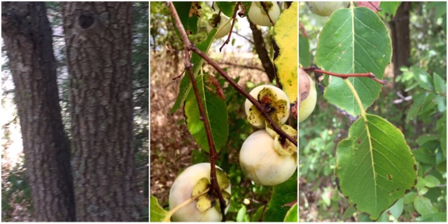 The Foraged Foodie: Foraging: identifying and sustainably harvesting ...