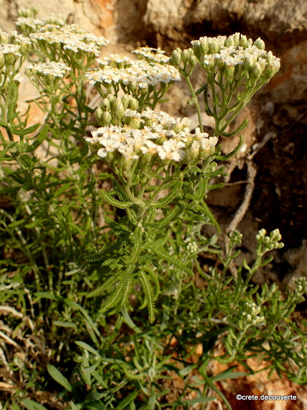 Flore de Crète: Achillea cretica - Achillée de Crète