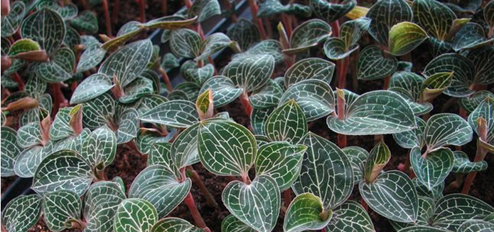 NGHIÊN CỨU NHÂN NHANH IN VITRO LOÀI LAN KIM TUYẾN Anoectochilus ...