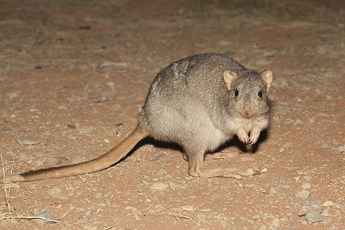 T.K. Wade -- Author: Marsupial Spotlight: Boodie