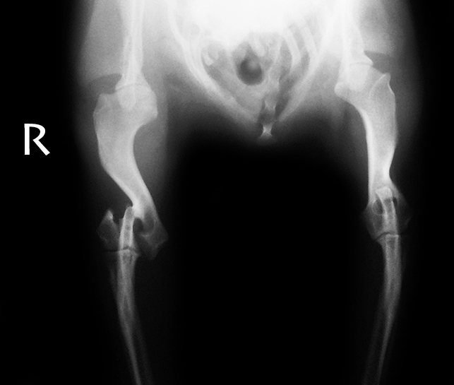 ARTROVET: Fractura y luxación de codo