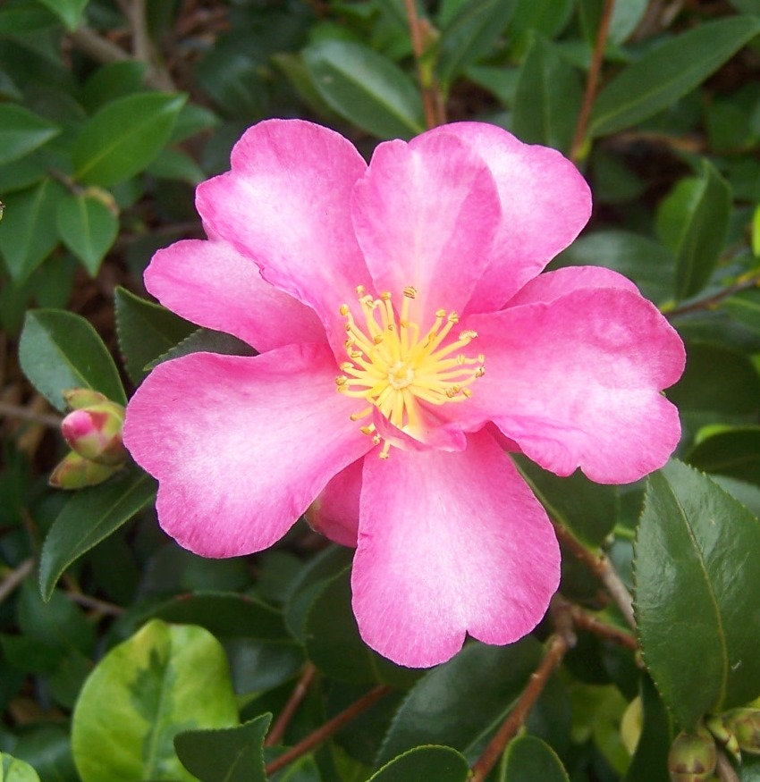The 2 Minute Gardener: Photo - Camellia sasanqua 'Kanjiro'