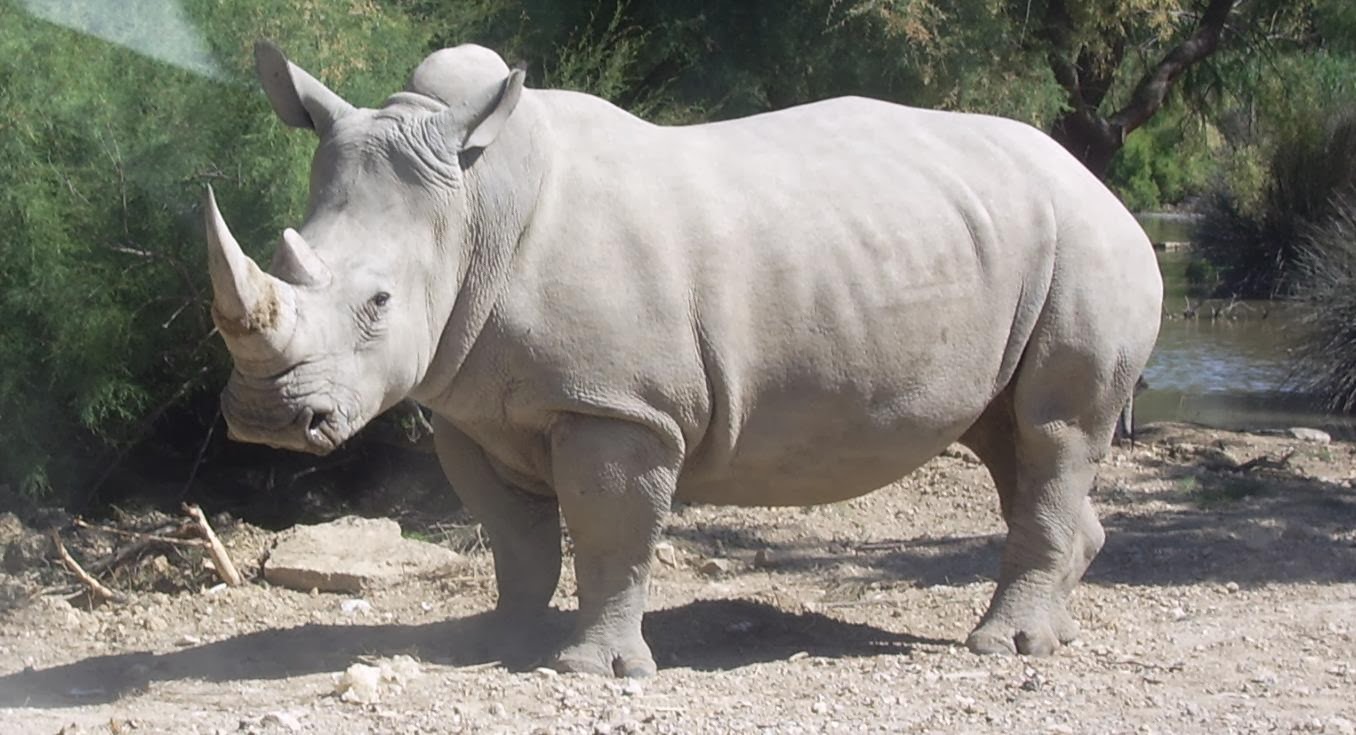 Animals of the world: White rhinoceros