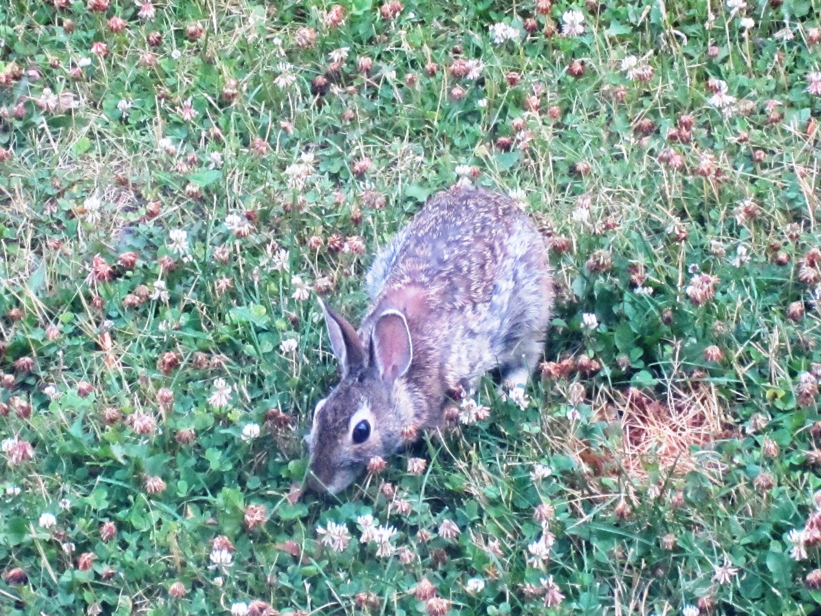 Sawyers Landing: Squirrels and a rabbit