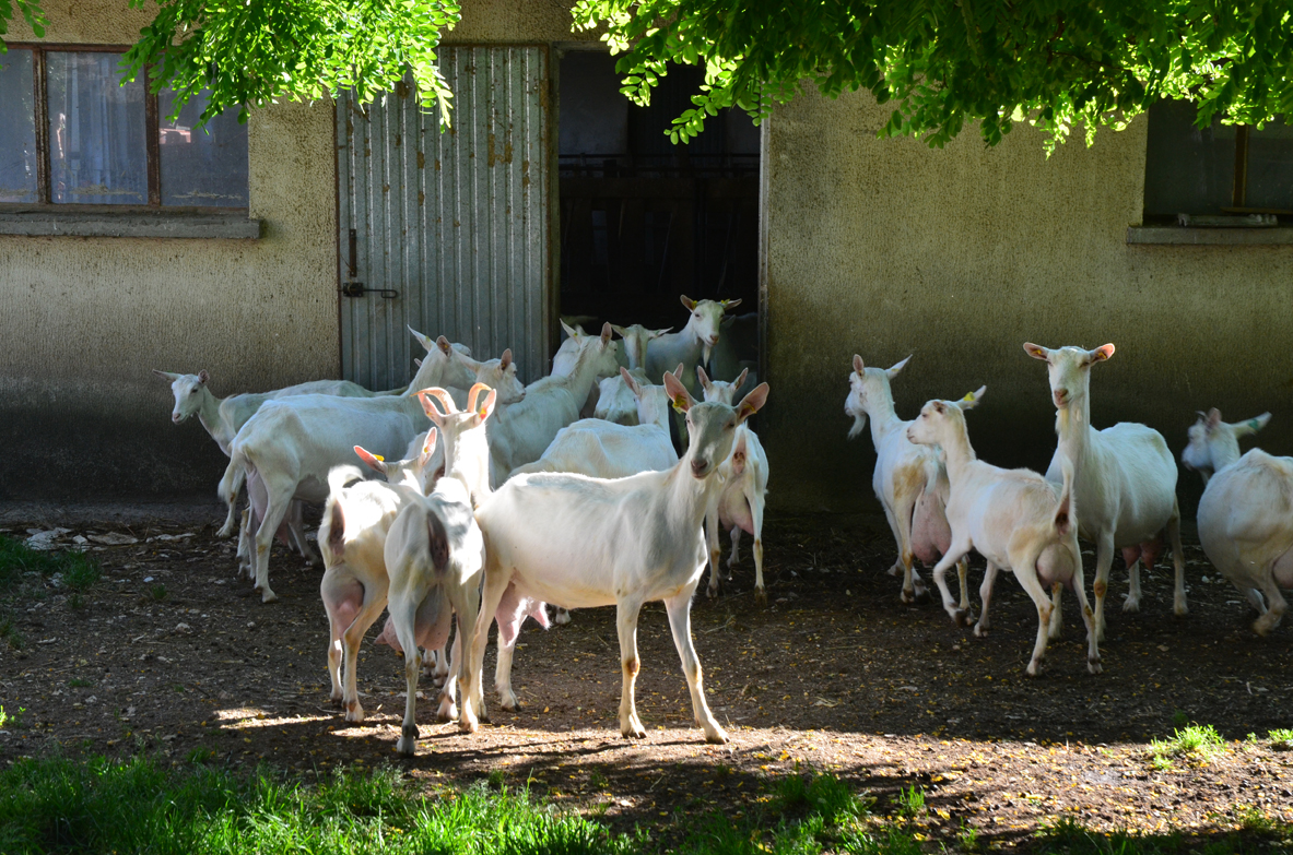 La chèvre verte: ENGLISH