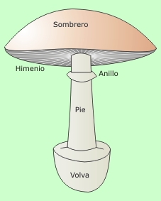 Cocinando entre Apuntes: SETAS A LA PLANCHA