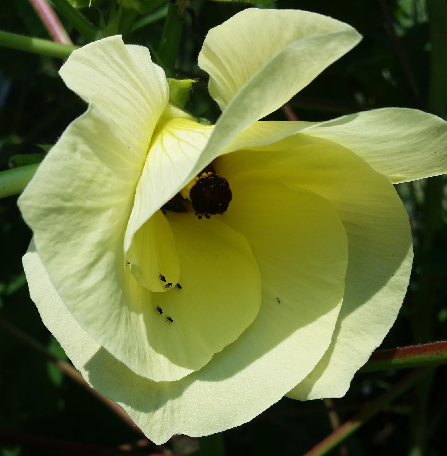 Warisan Petani: WW 17 : Bunga Bendi