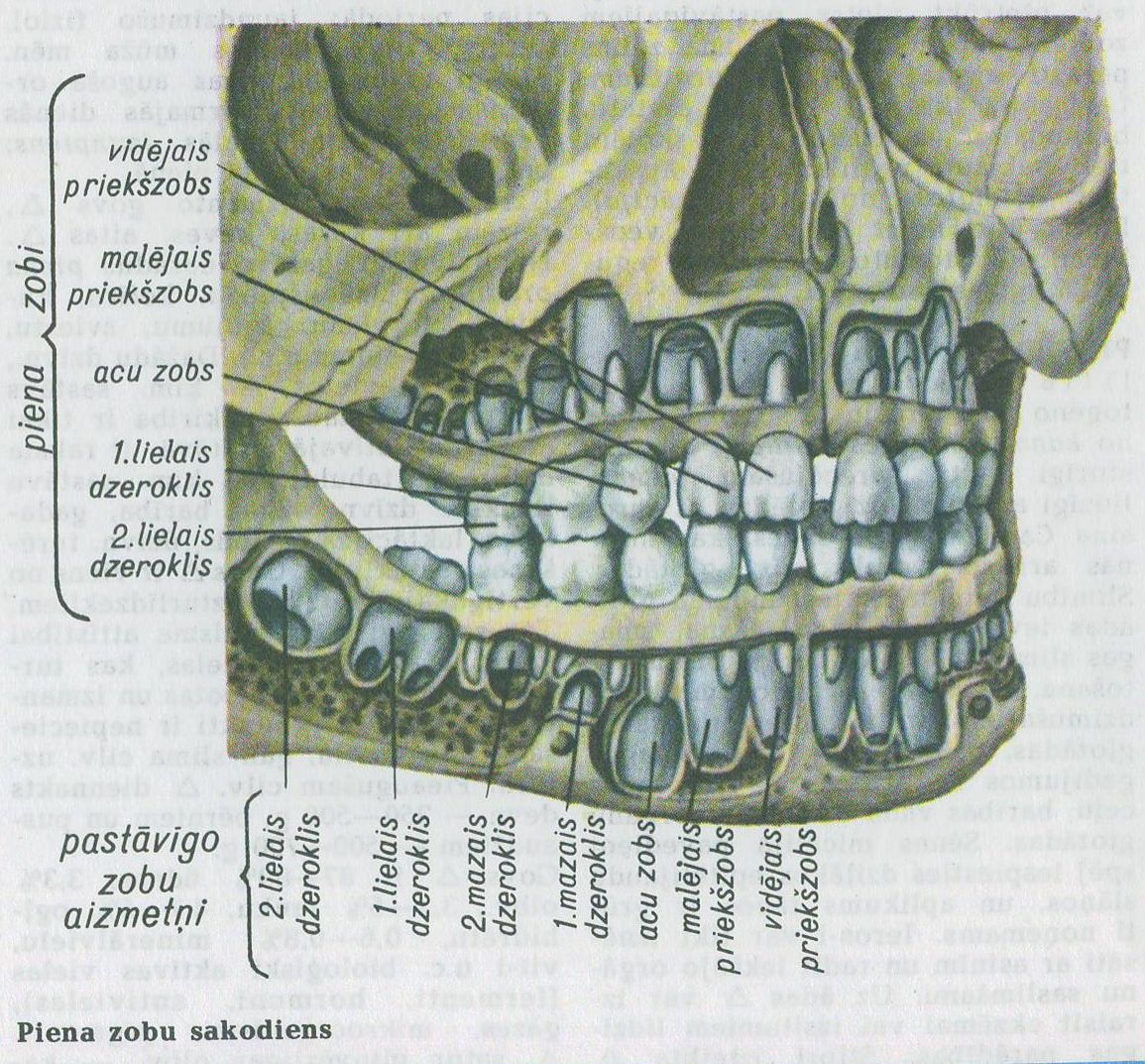 Pērļu mamma.: Bērna zobu attīstība un kopšana.