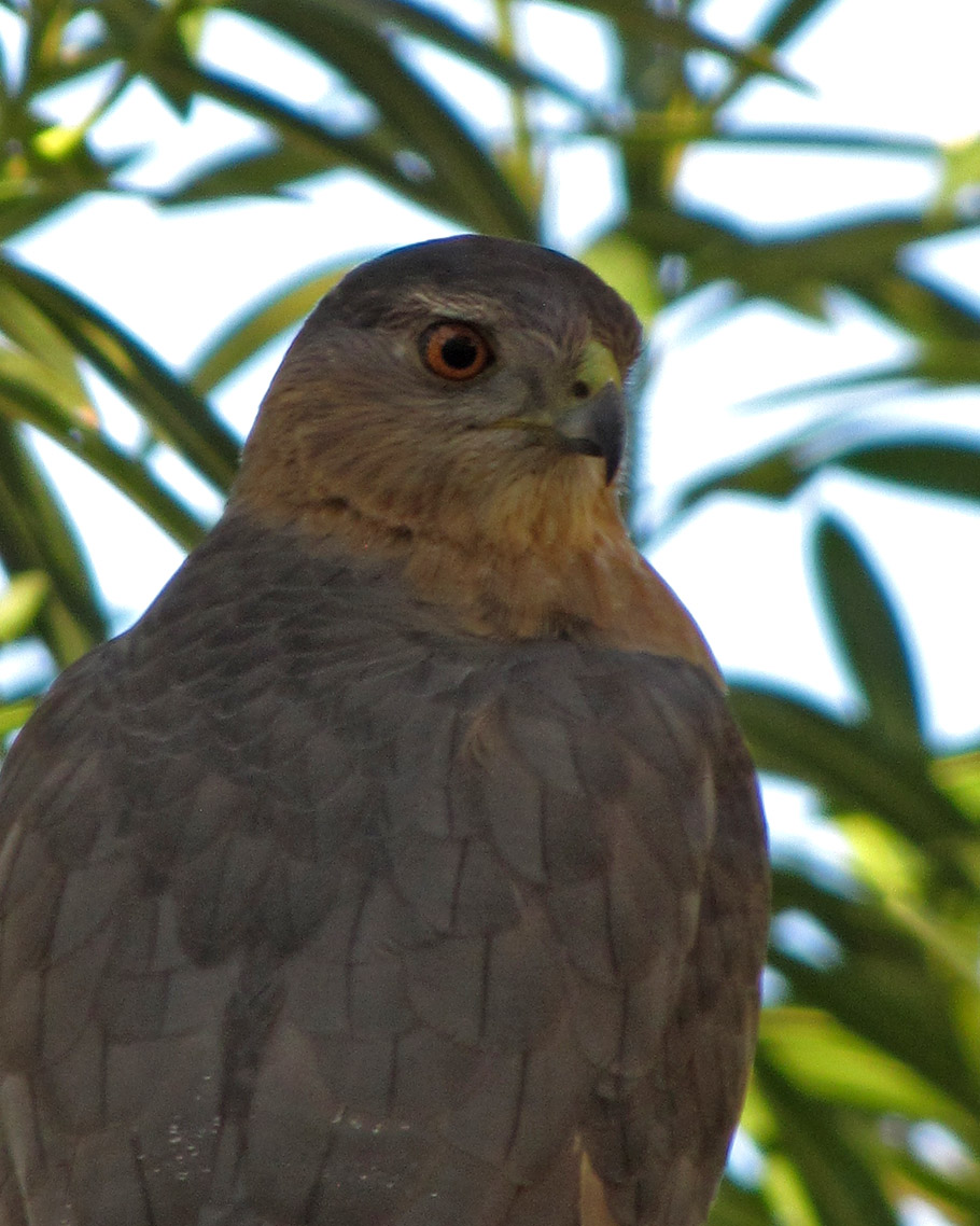 Desert Colors: Cooper's Hawk
