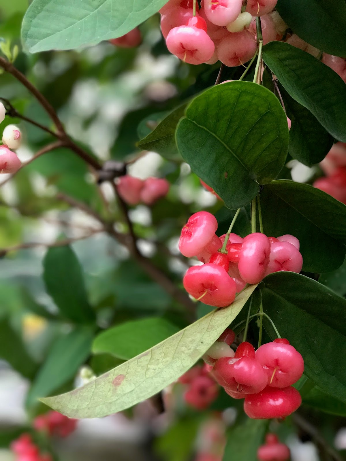 my precious moments, my thots, my world: Jambu or jambu? ;)