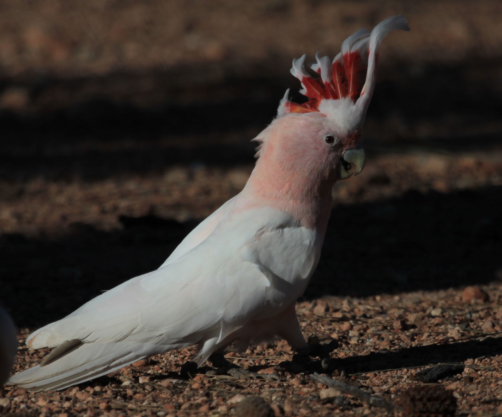 Richard Waring's Birds of Australia: Major Mitchell Cockatoos and ...