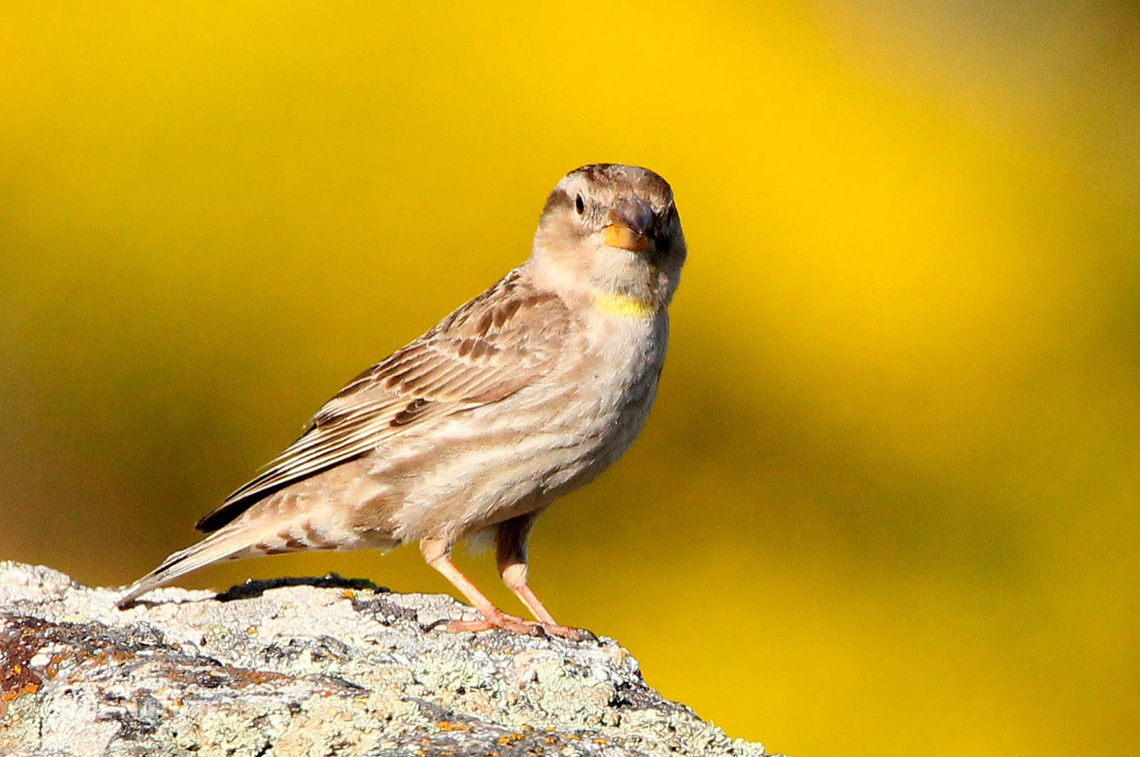 Blue Nature, el blog: Los 5 gorriones