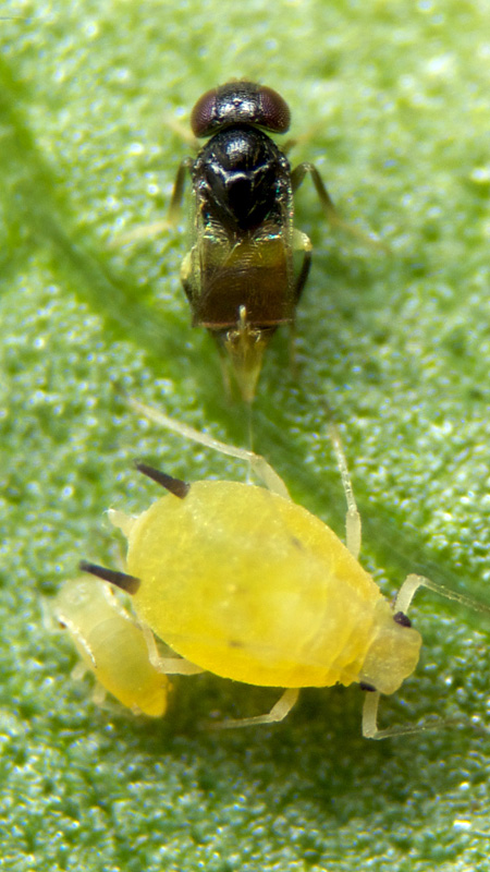 ムシをデザインしたのはダレ？: ツヤコバチ科 ( Aphelinus sp. ) 寄主体液摂取( Host-feeding )