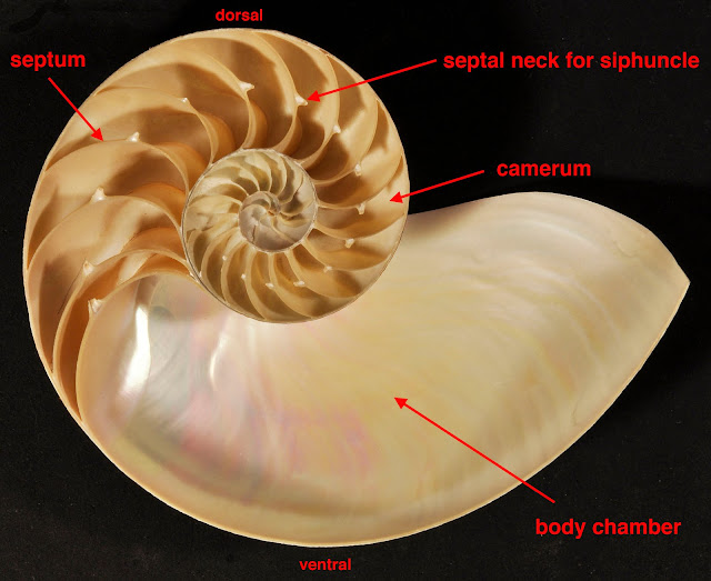PALEO & GEO TOPICS: Comments by R. L. Squires: The Nautilus shell