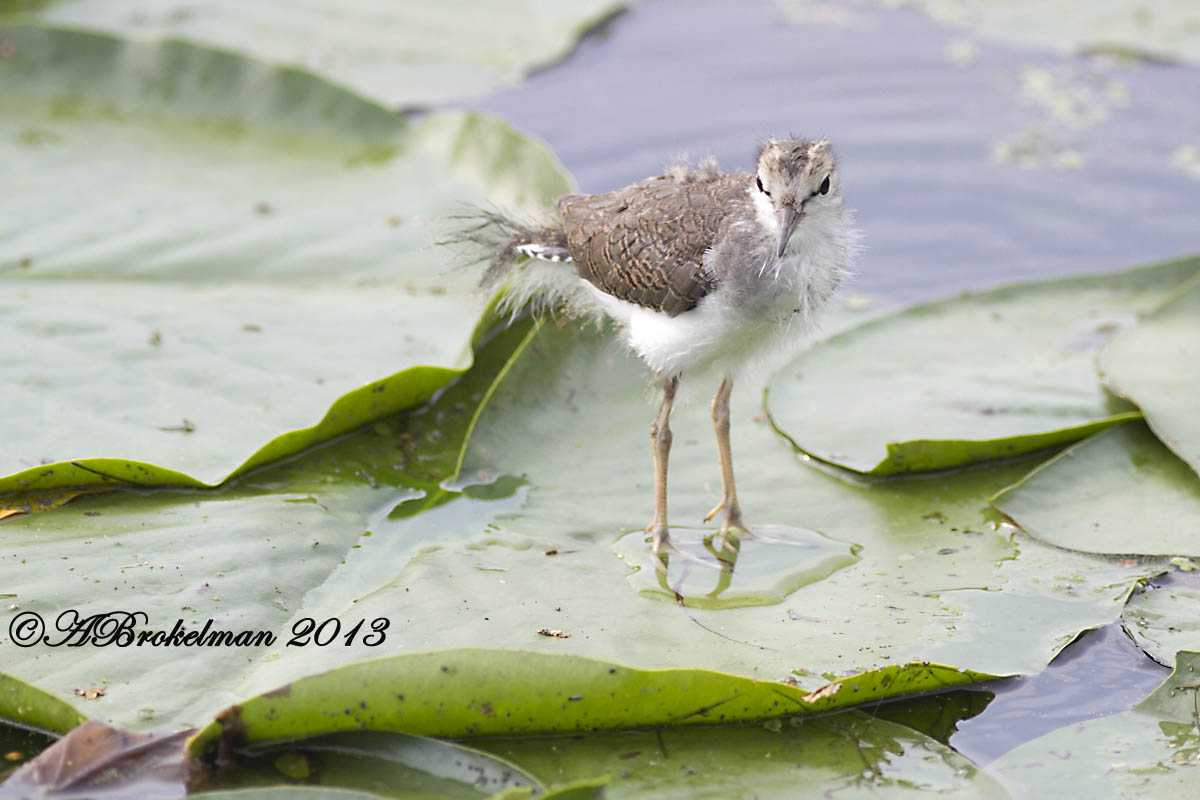 Ann Brokelman Photography: Spotted Sandpiper - young baby July 10, 2013