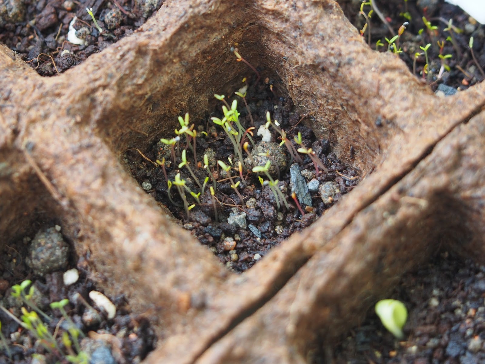Carol's Garden Talk: Portulaca and Dahlia seedlings