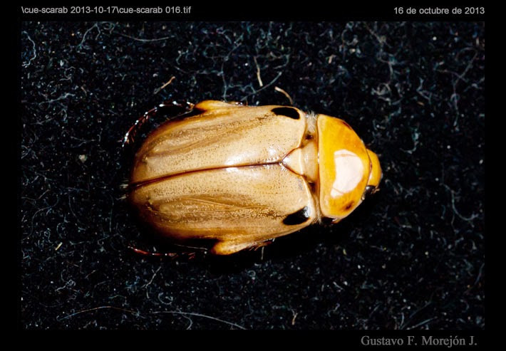Coleoptera de Ecuador: Malanueva o Catzo Blanco